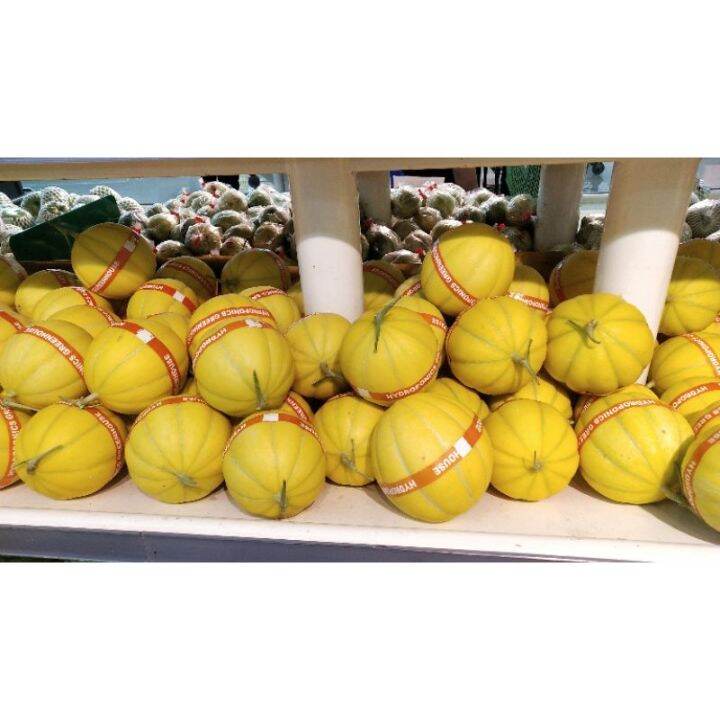 3 Benih Biji Melon Golden Zebra / Golden Zebra Orange Hidroponik ...