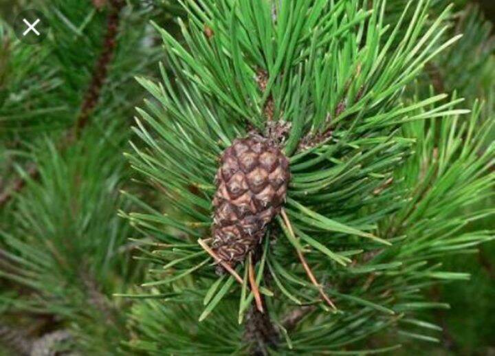 daun pinus segar | Lazada Indonesia