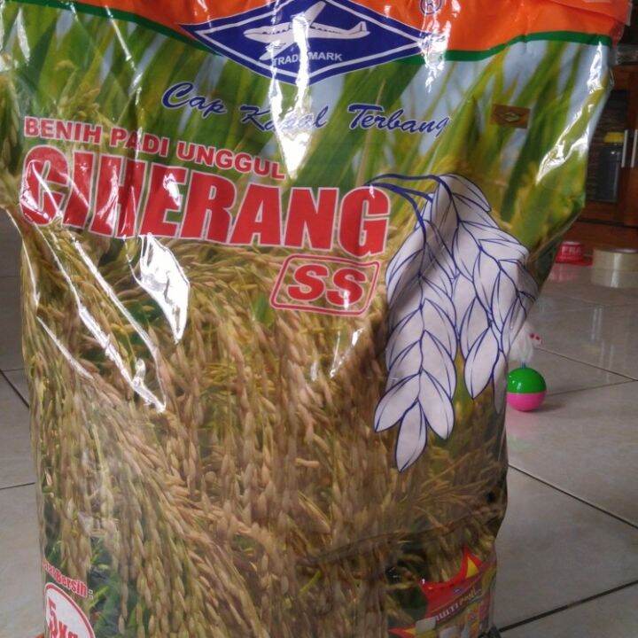 Benih Padi Premium Ciherang SS Kapal Terbang 5 kg | Lazada Indonesia