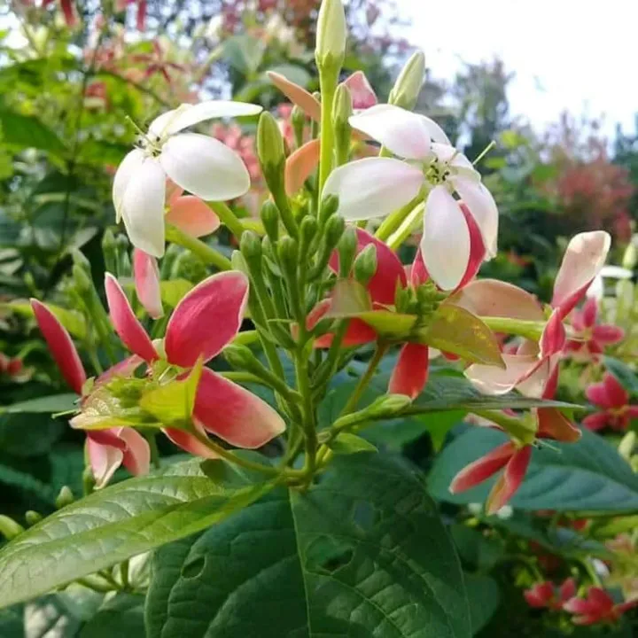 pohon melati belanda | Lazada Indonesia