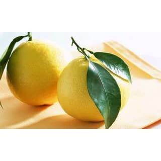isi 10 benih/bibit/biji buah jeruk sitrun | Lazada Indonesia