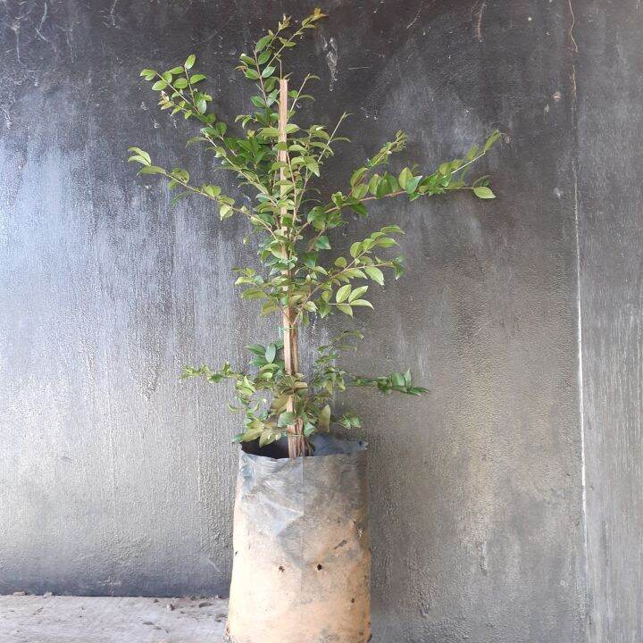 pokok anggur brazil | Lazada