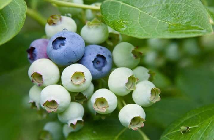 Pokok Blueberry Plant Tree real plant hotselling indoor outdoor exotic ...