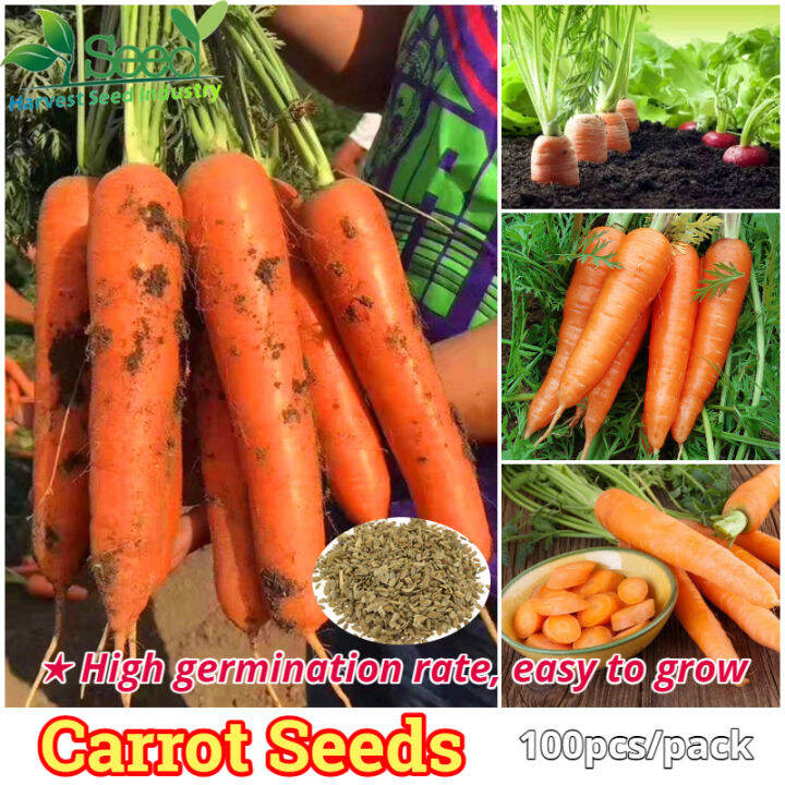 [Fast Germination] Biji Benih Carrot Seeds Vegetable Seeds for Planting ...