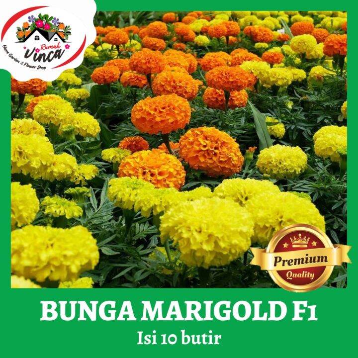 Benih Bibit Bunga Refugia MARIGOLD JUMBO MIX F1 10 butir Bunga Gumitir ...