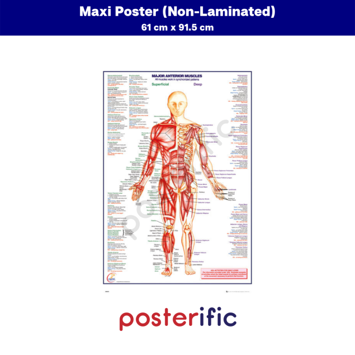 Educational: Human Body (Major Anterior Muscles) - Poster (61 cm X 91.5 ...