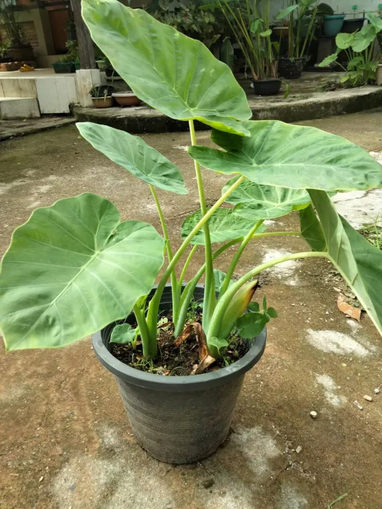 ต้นอ้อดิบ 1ต้น(ล้างรากตัดใบ) เพื่อเพาะปลูก อ้้อดิบ ทูน ตูน คูน ผัก เป็น ...