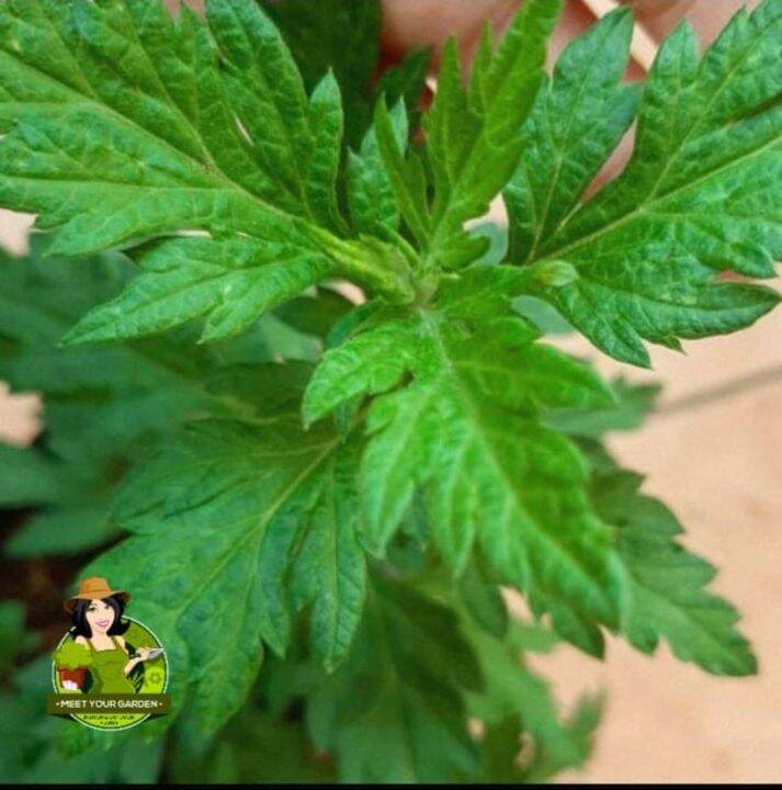 Damong Maria Live Plant (STRICTLY LUZON ONLY) with FREE garden soil ...