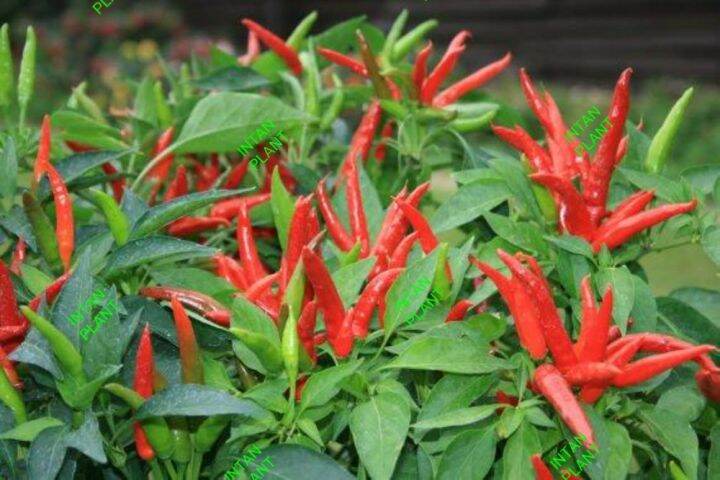 ANAK POKOK CILI MERAH VIETNAM SEDAP WANGI / QUALITY VIETNAM RED CHILLI ...