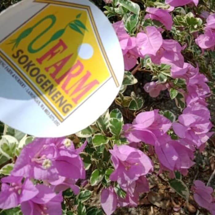 Bibit Bunga Bugenvil Bougenville Kertas Variegata Warna Ungu | Lazada ...