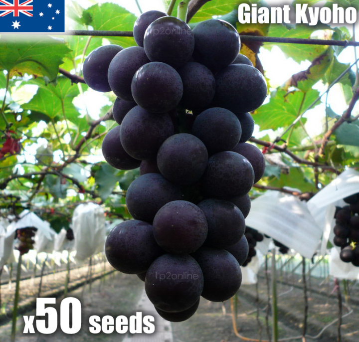 Giant Kyoho Grape Seeds Japanese Sweet Plant Seed RARE Heirloom | Lazada PH