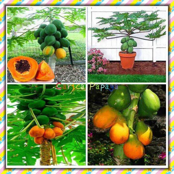 Organic Papaya, Paw Paw Seeds (Carica Papaya Papaya Seeds
