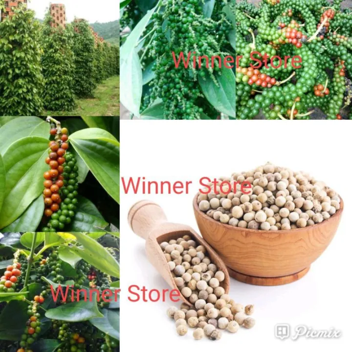 30 the king of spice piper nigrum white pepper lada merica mrico putih ...