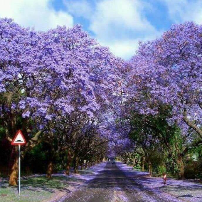 bibit tabebuya ungu 1 meter tabepuya ungu tanaman tabebuya | Lazada ...