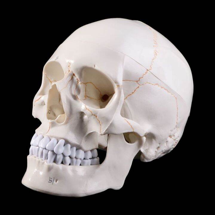 Medical Props Model Life Size Human Skull Model Anatomical Anatomy ...