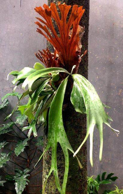 Tanaman Tanduk Rusa (simbar menjangan) | Lazada Indonesia