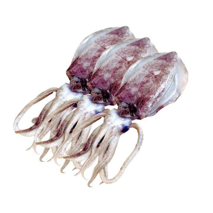 Frozen Cuttlefish "Pusit Lumot" (400-500g) | Lazada PH