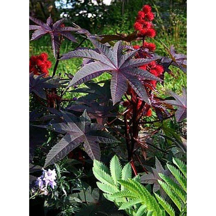 Gibson Castor Bean Seeds - Ricinus gibsonii Compact seeds Ricinus seeds ... Gibson Castor Bean Seeds - Ricinus gibsonii Compact seeds Ricinus seeds ...