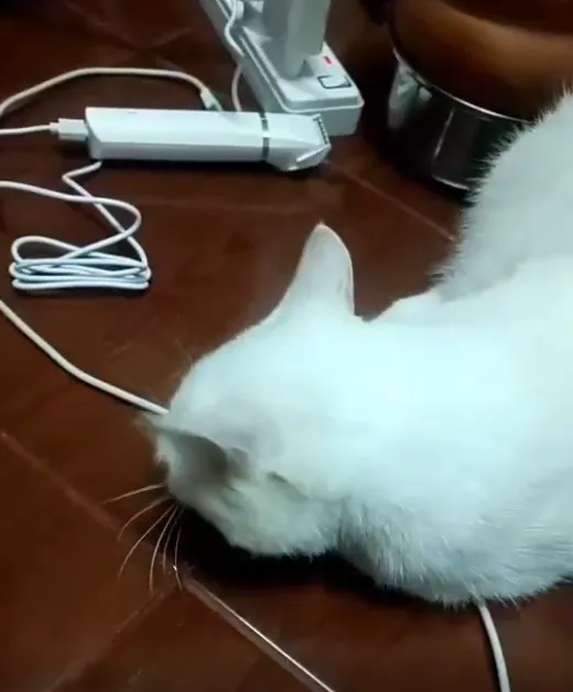 BokBok แมวฟิน แคทนิปแมว Catnip /ไม้มาตาตาบิ Matatabi ช่วยผ่อนคลาย คลายเครียด | Lazada.co.th