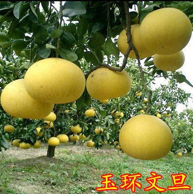 Yuhuan winian pomelo seedlings Grafted grapefruit seedlings Wendan ...