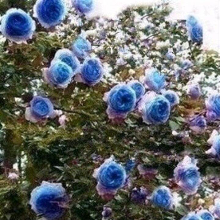 10 Biji Mawar Light blue mawar rambat -Climbing Rose Seeds/Benih/Biji ...