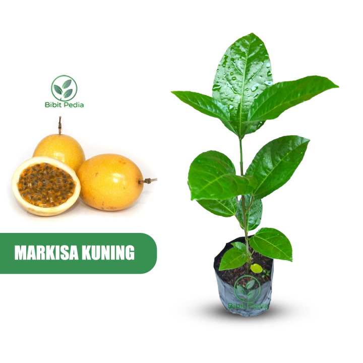 Bibit Tanaman Buah Markisa Pohon Markisa Passiflora Markisa Kuning | Lazada Indonesia
