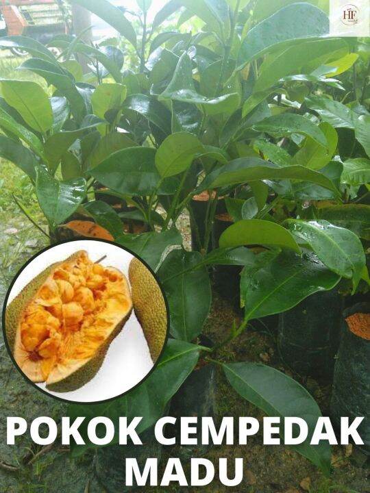 Pokok Cempedak Madu Hybrid Cepat Berbuah Manis tanaman anak pokok kebun ...