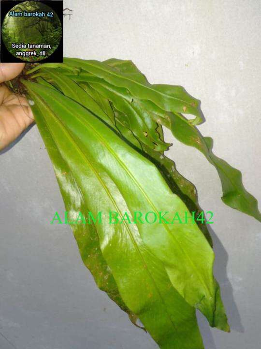 Tanaman hias kumpai | Lazada Indonesia