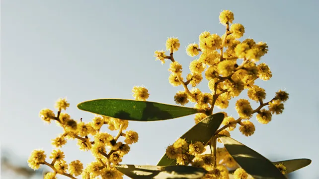 acacia flower wattle Senegalia dried flower bunga (Acacia Senegal L ...