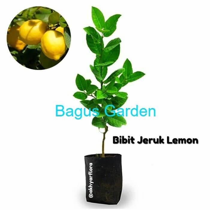 Bibit Jeruk Lemon Pohon Jeruk Lemon Tanaman Buah Jeruk Lemon | Lazada ...