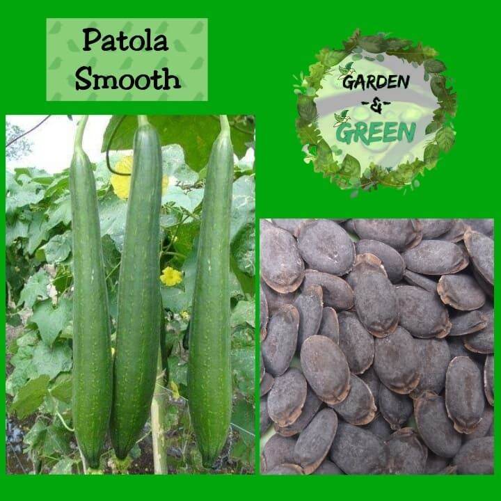 Patola Smooth Seeds (40 seeds) | Lazada PH
