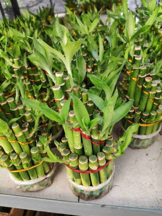 Tanaman Bambu Hoki Miring | Lazada Indonesia