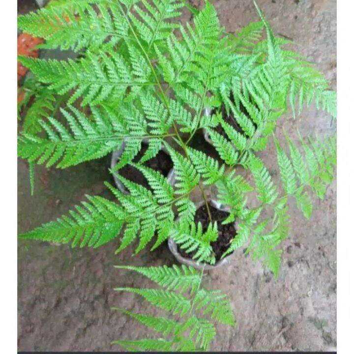 Tanaman Pakis Kulit | Lazada Indonesia