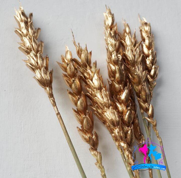 Gandum Kering GOLD 1 Ikat isi 10 tangkai | Tanaman Kering | Dried ...
