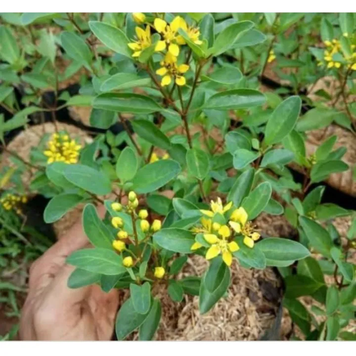 bunga hujan mas besar | Lazada Indonesia