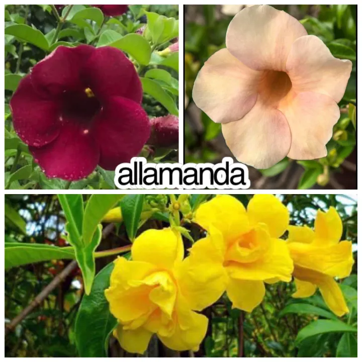 Pokok bunga allamanda merah red wine, double stencil, kuning bunga ...