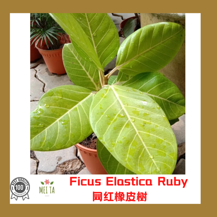Big_Ficus Elastica Plant Ruby 网红橡皮树 Benghalensis Gold Live Indoor ...