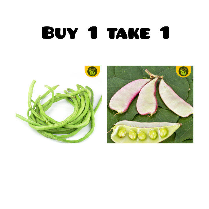 Buy 1 Take 1 Sitaw 20 Seeds Bataw 3 Seeds Binhi ng Gulay | Lazada PH