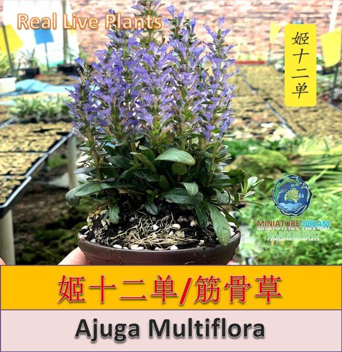 【Ready Stock/现货】 Real Live Plant Ajuga Multiflora 姬十二单/筋骨草 ...