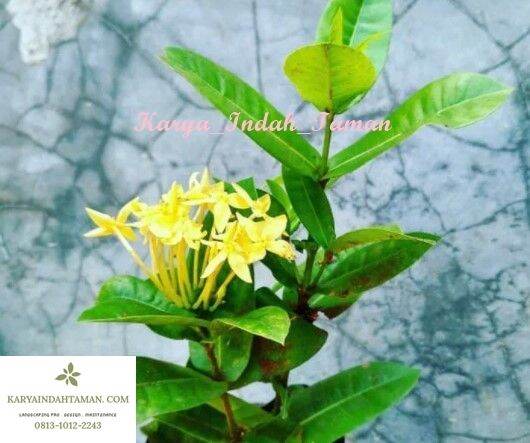 Tanaman hias soka hawaii bunga kuning - Tanaman hias soka kuning ...