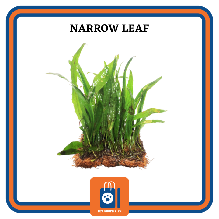 NARROW LEAF (Actual photos included) | Lazada PH