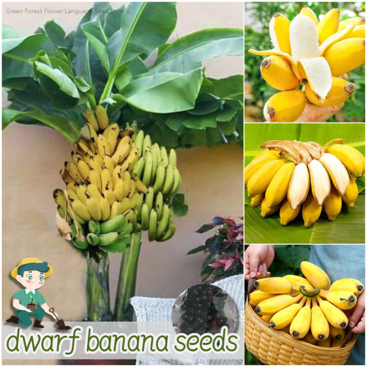 [100% Original Seed] Dwarf Banana Tree Seeds Fruit Seeds for Planting ...
