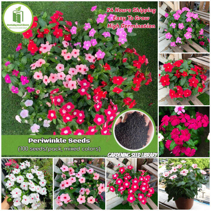 [COD Ready Stock] Periwinkle Seeds for Planting Flowers (50 seeds ...