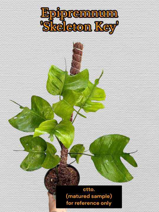 Epipremnum Skeleton Key Plant | Lazada PH