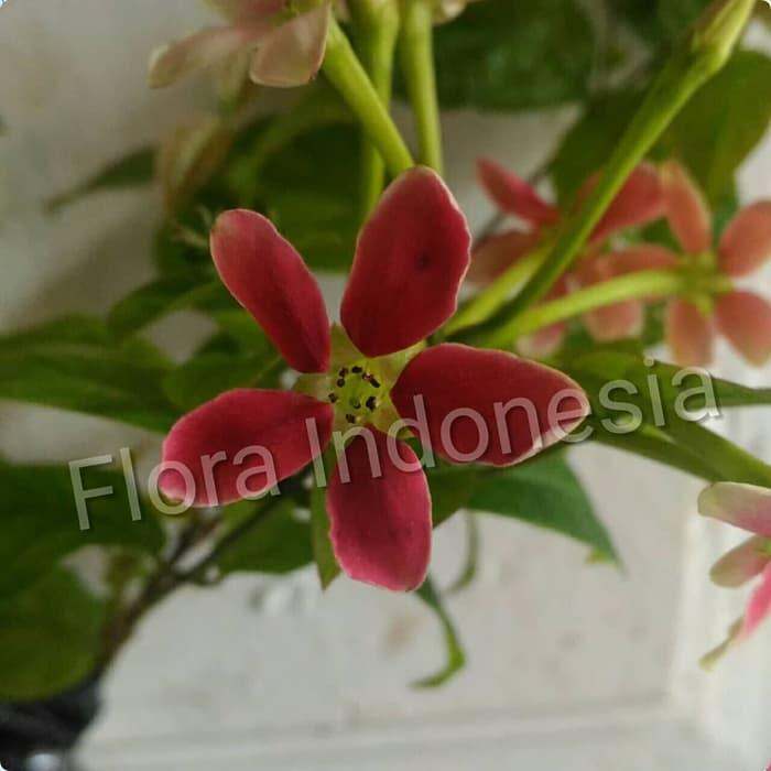 Tanaman Melati Belanda | Lazada Indonesia