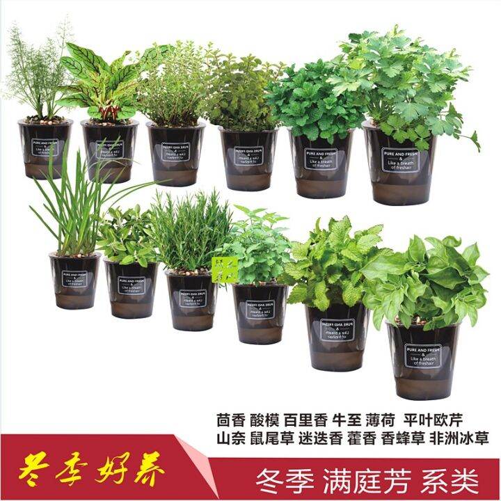 Rosemary, Thyme, Mint Leaves, Basil, Nine-story Tower, Foeniculum ...