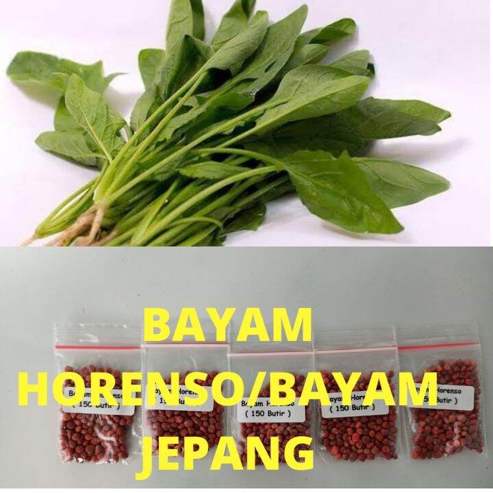 Bayam Jepang Atau Bayam HORENSO Isi 150 butir | Lazada Indonesia