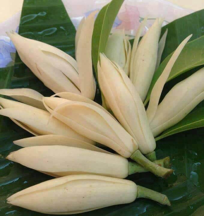 Pokok Bunga Cempaka Putih Chempaka Putih White Flower Real Plant hotselling indoor outdoor rare ...