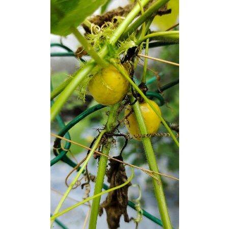 benih buah Markisa hutan/Markisa liar/rambusa/wild passion fruit/buah ...