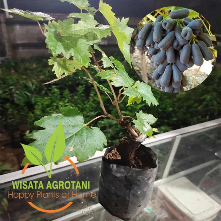 Bibit Anggur Import Moondrop Hasil Grafting Lazada Indonesia